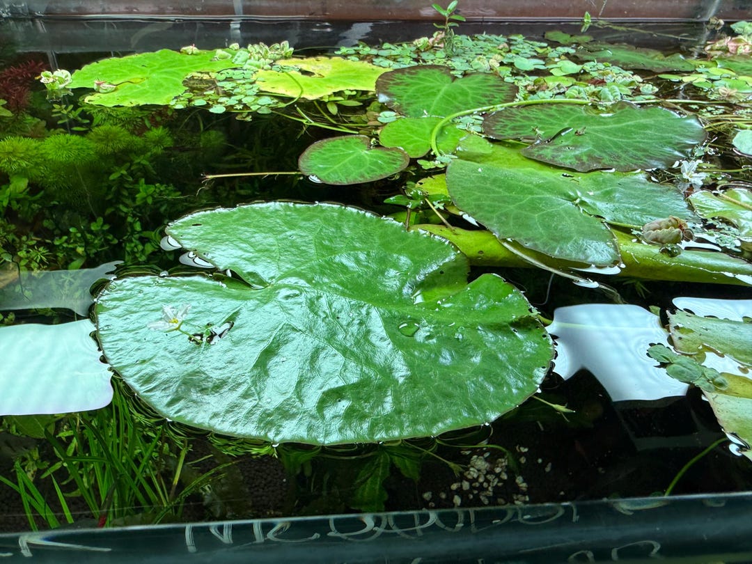 Nymphaea Cordata – Dwarf Water Lily / Floating Heart Lily | Live ...