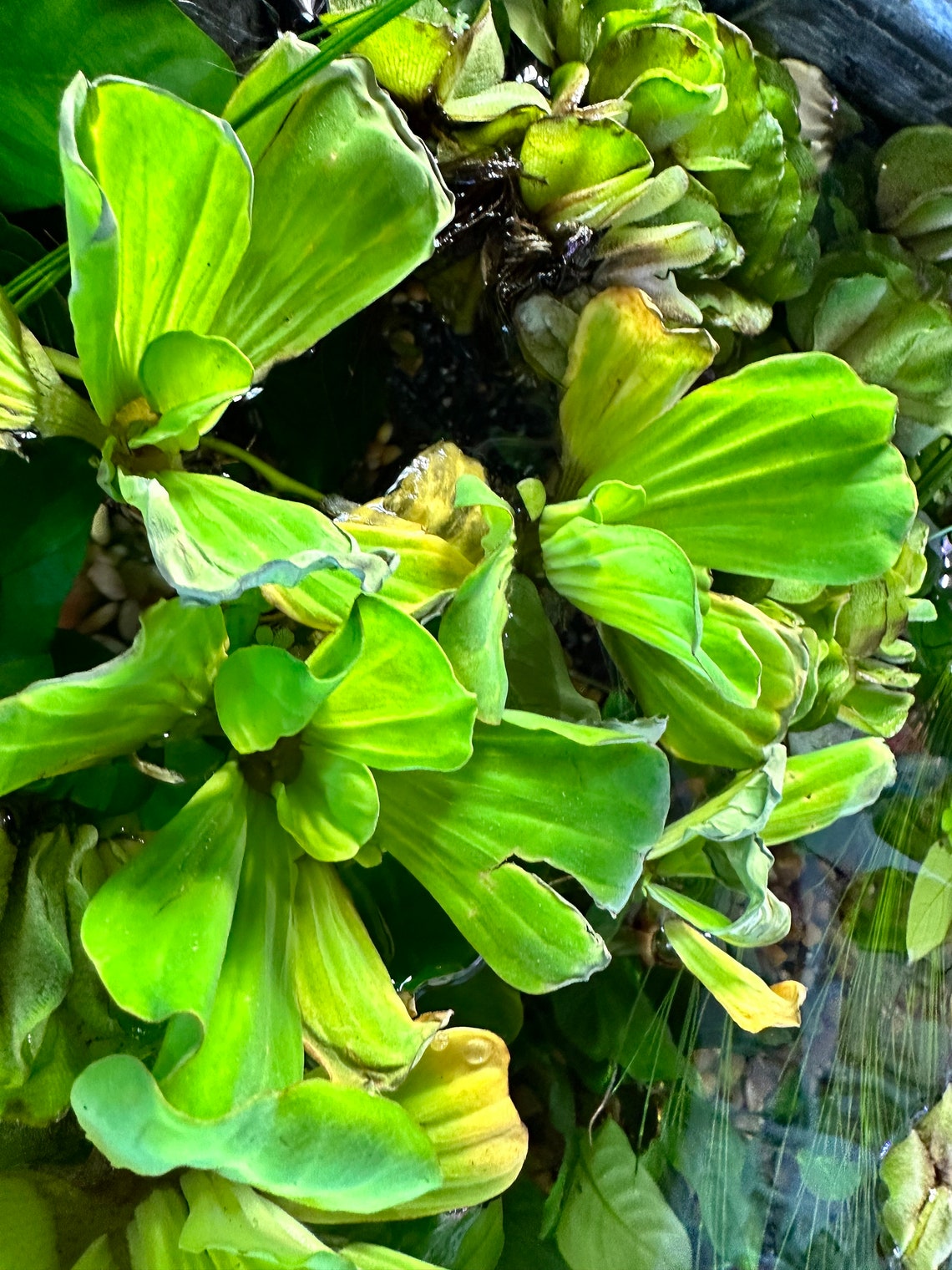 Water Lettuce Pistia Stratiotes Floating Aquatic Plant Floater Aquarium ...