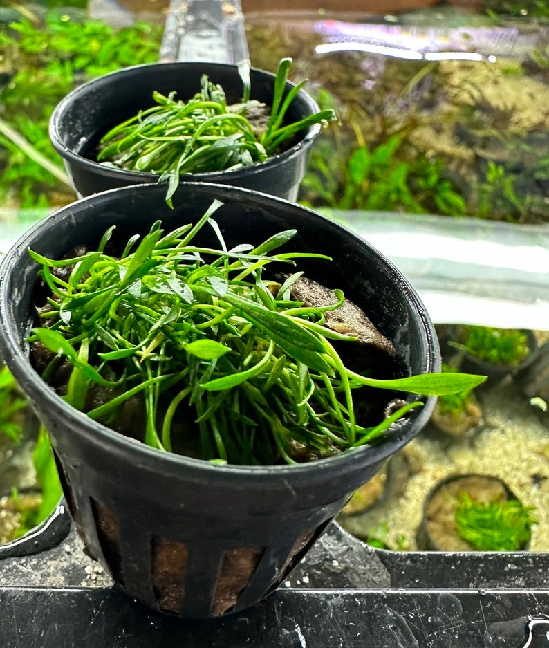 Cryptocoryne Parva - Potted Live Aquarium Plant - Crypt Plant - Easy ...
