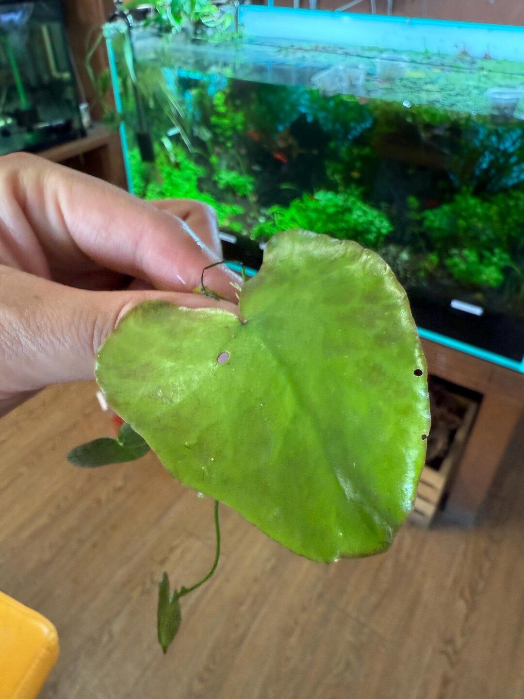 Heart Lily | Floating Heart | Big Floatingheart (nymphoides Aquatica ...