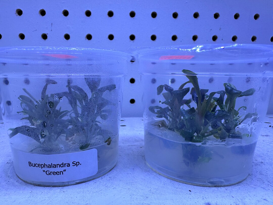 Bucephalandra Sp. Green - Live Aquatic Plant for Freshwater Aquariums ...