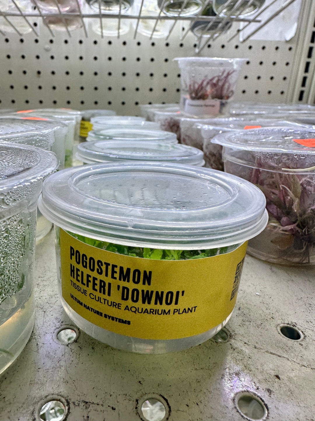 POGOSTEMON HELFERI 'DOWNOI' Tissue Culture Plant - Aquascape Aquarium ...