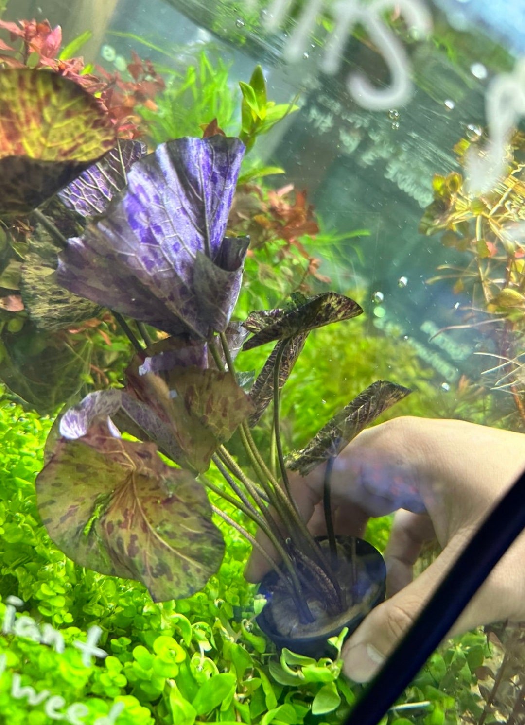 Red Tiger Lotus - Nymphaea Zenkeri - Live Aquatic Plant for Aquariums ...