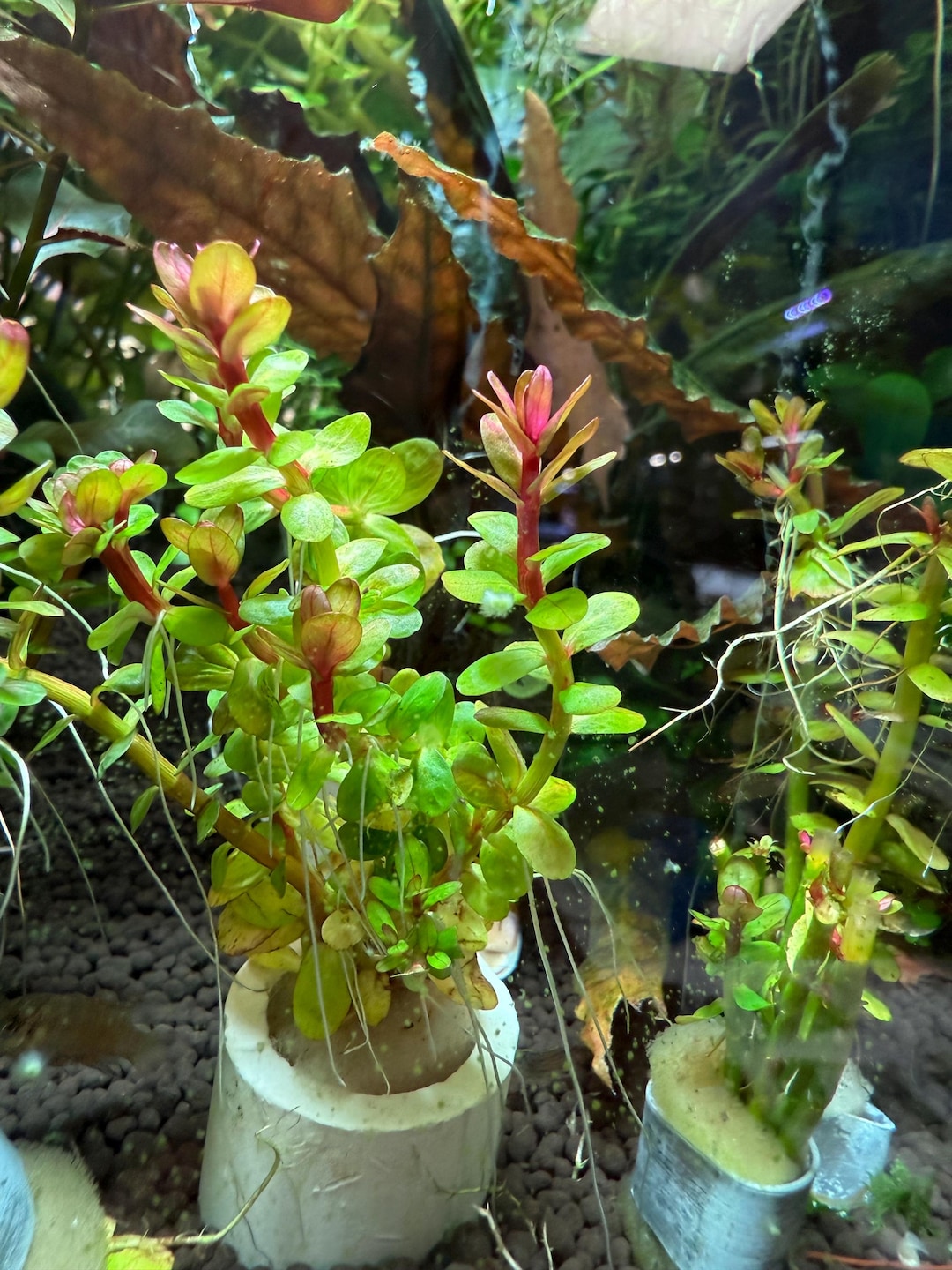 Rotala Bonsai - Live Aquarium Plant - Aquatic Stem Plant - Aquascape ...