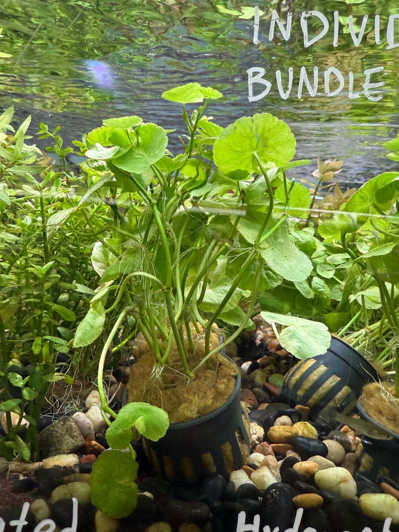 Variegated Hydrocotyle Leucocephala | Brazilian Pennywort – Rare ...