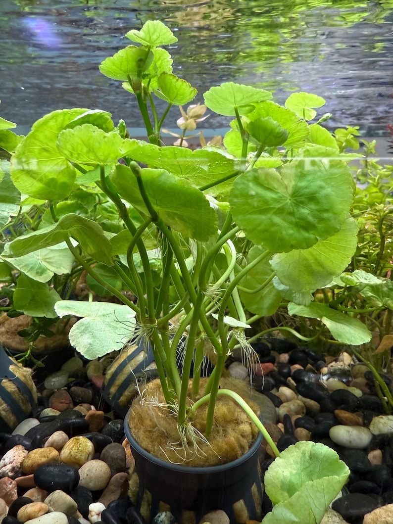Variegated Hydrocotyle Leucocephala | Brazilian Pennywort – Rare ...