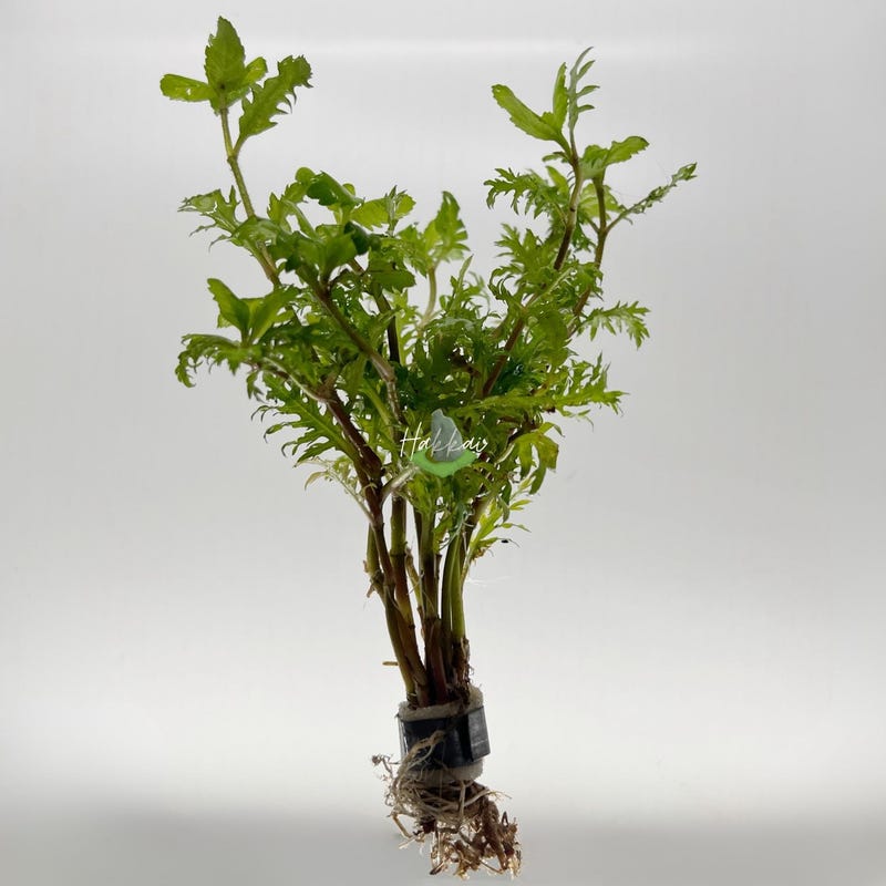 Water Wisteria - Etsy