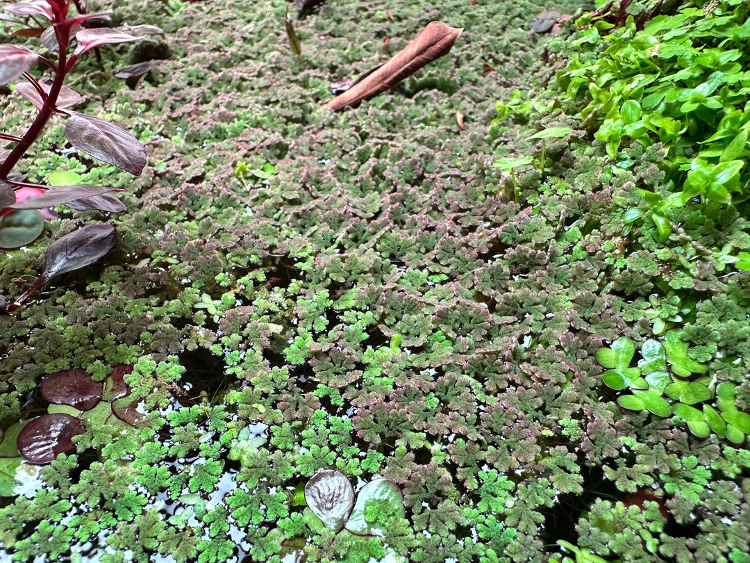 Azolla (fairy Moss) - Freshwater Floating Aquatic Plant - Aquascape ...