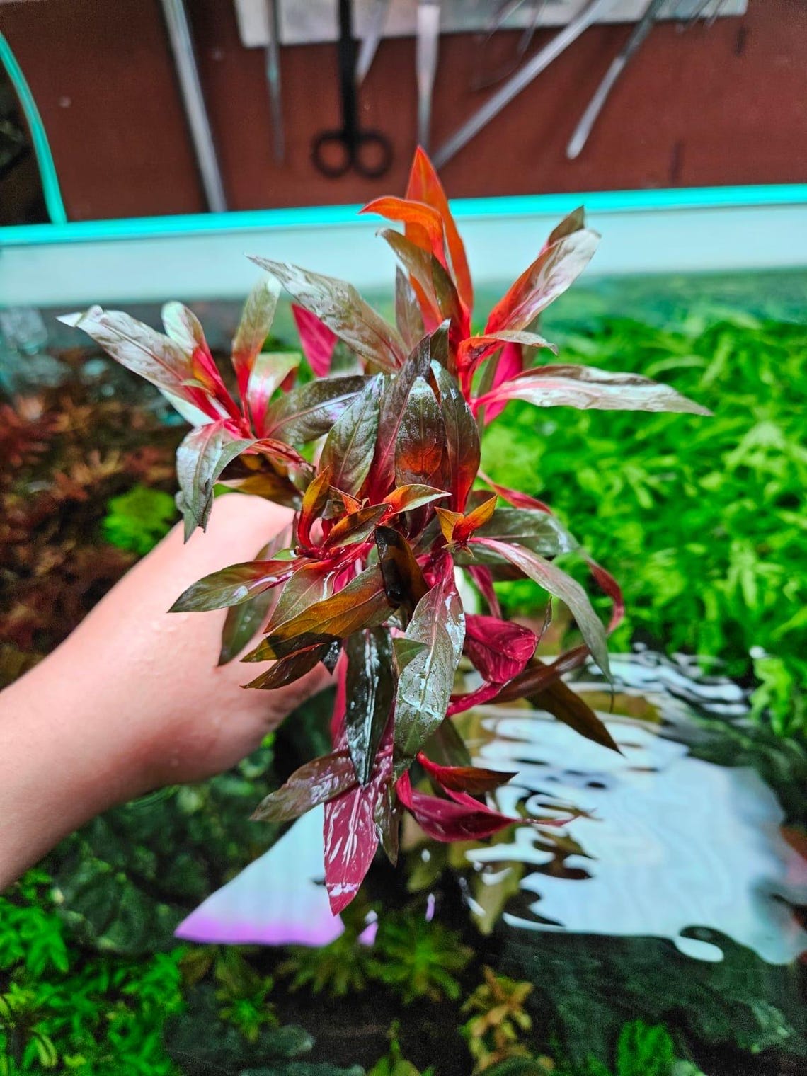Alternanthera Reineckii | Premium Aquarium Plant - AR Stem Plant ...