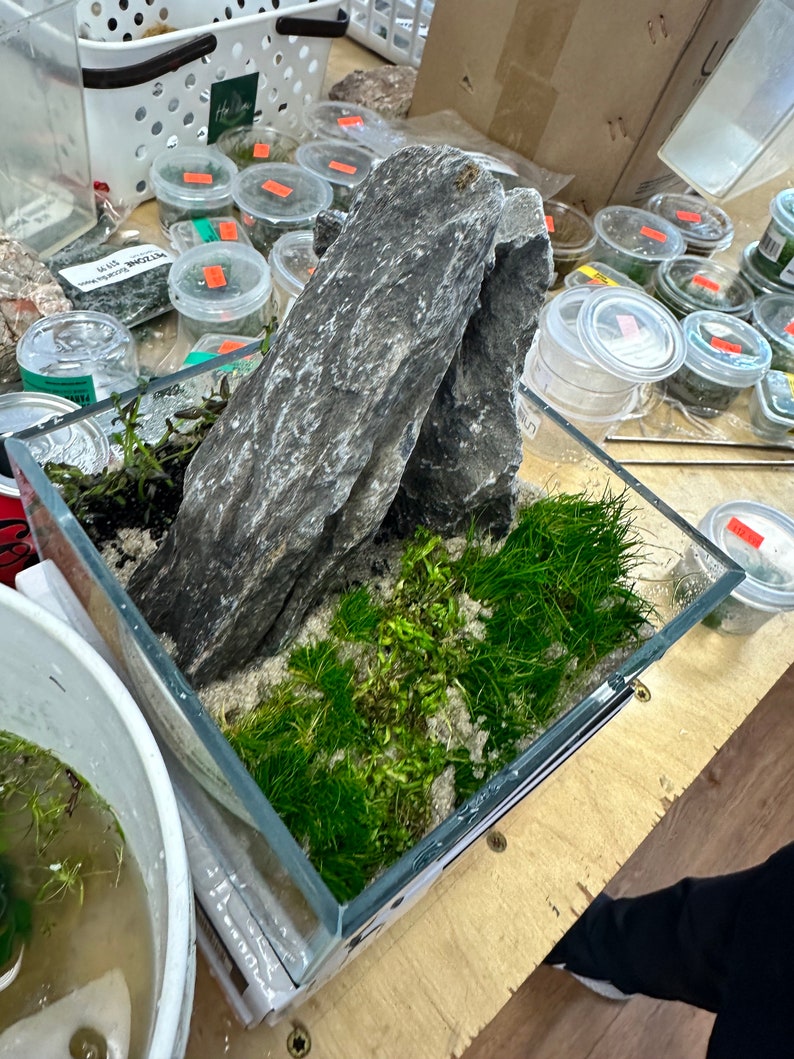 Minimalist Stone and Plant Aquascape - Nano Terrarium Wabi Kusa Style ...