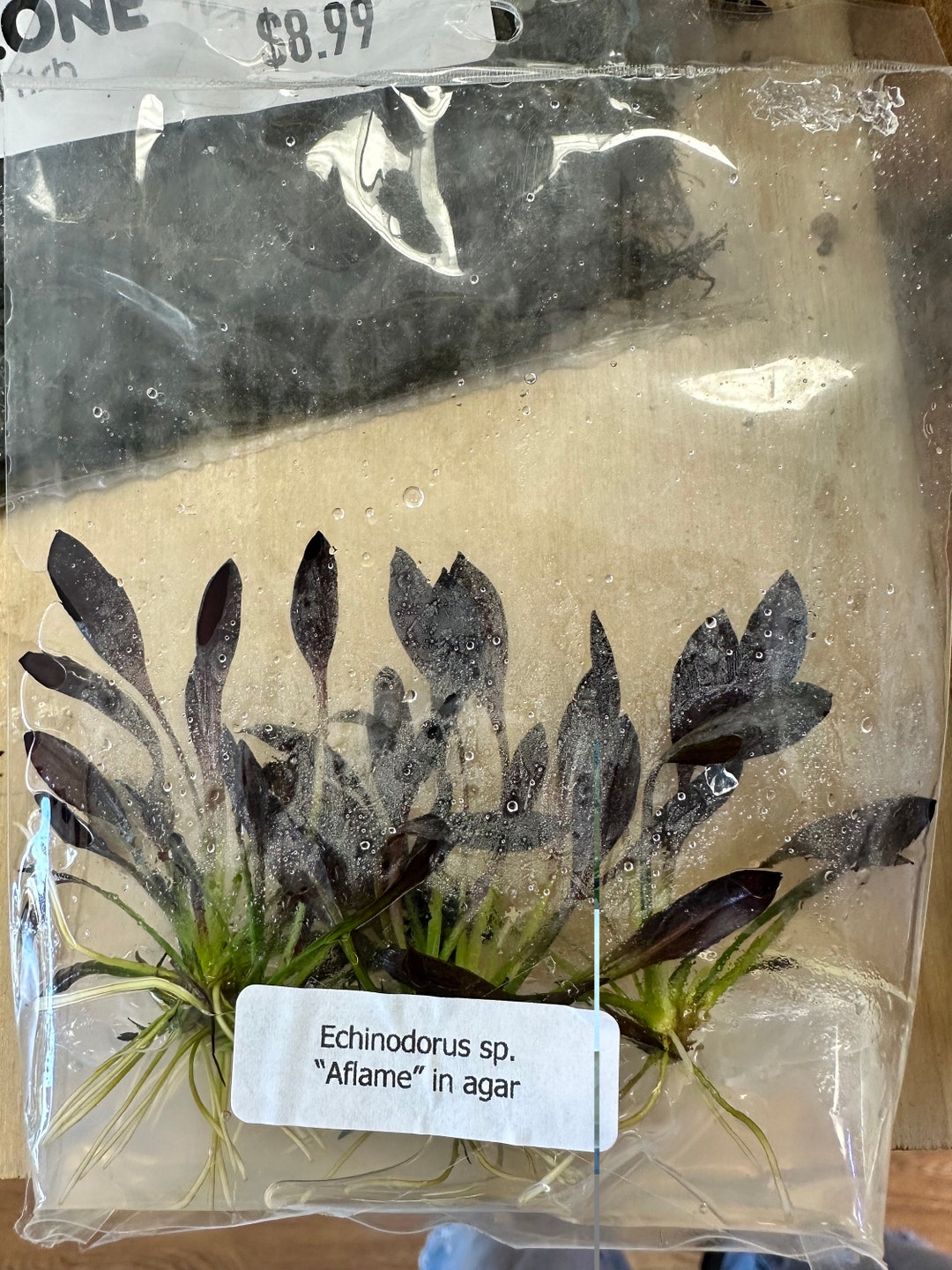 Echinodorus “aflame” Purple Knight Sword Plant - Aflame Amazon Sword ...