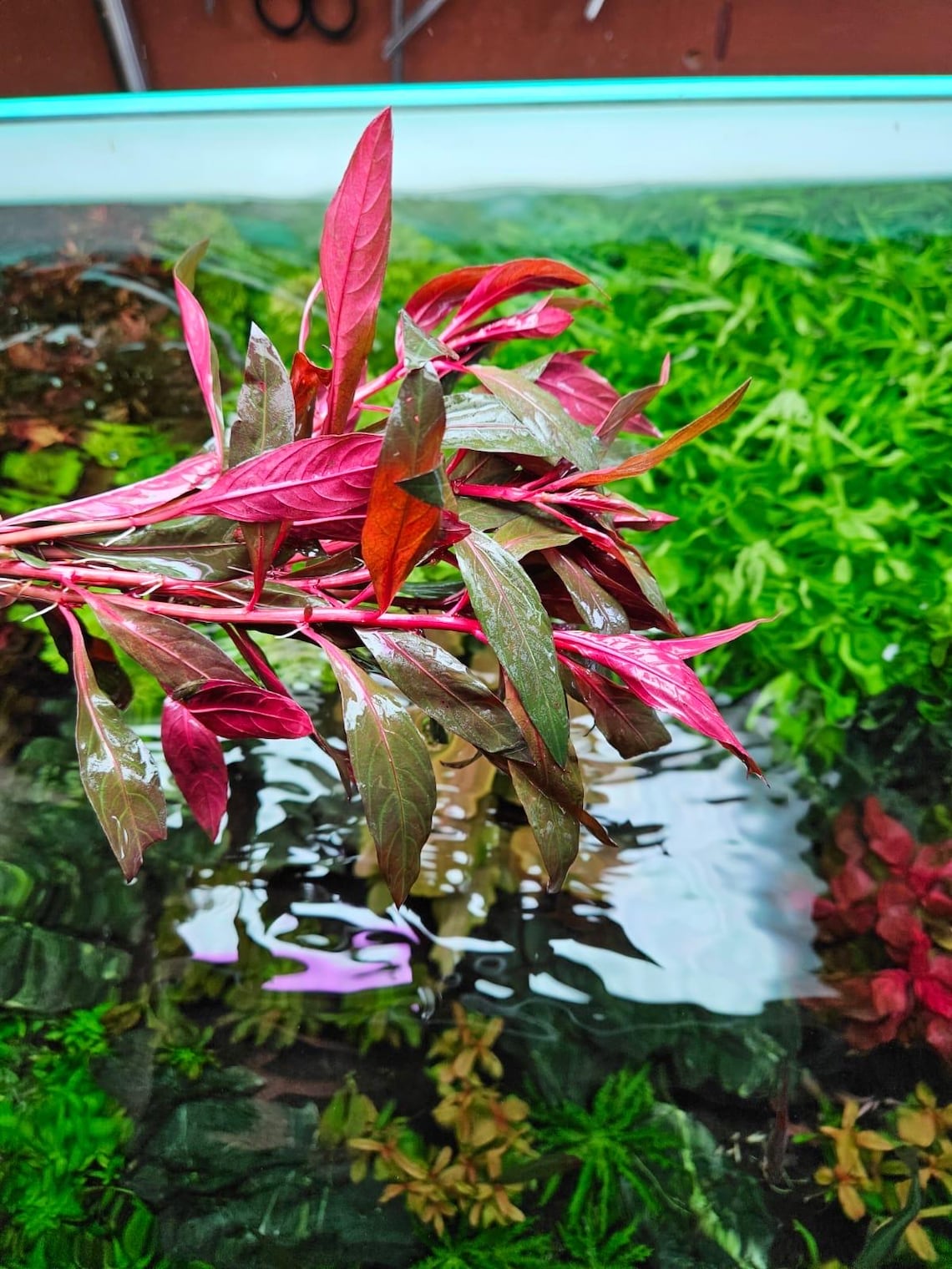Alternanthera Reineckii | Premium Aquarium Plant - AR Stem Plant ...