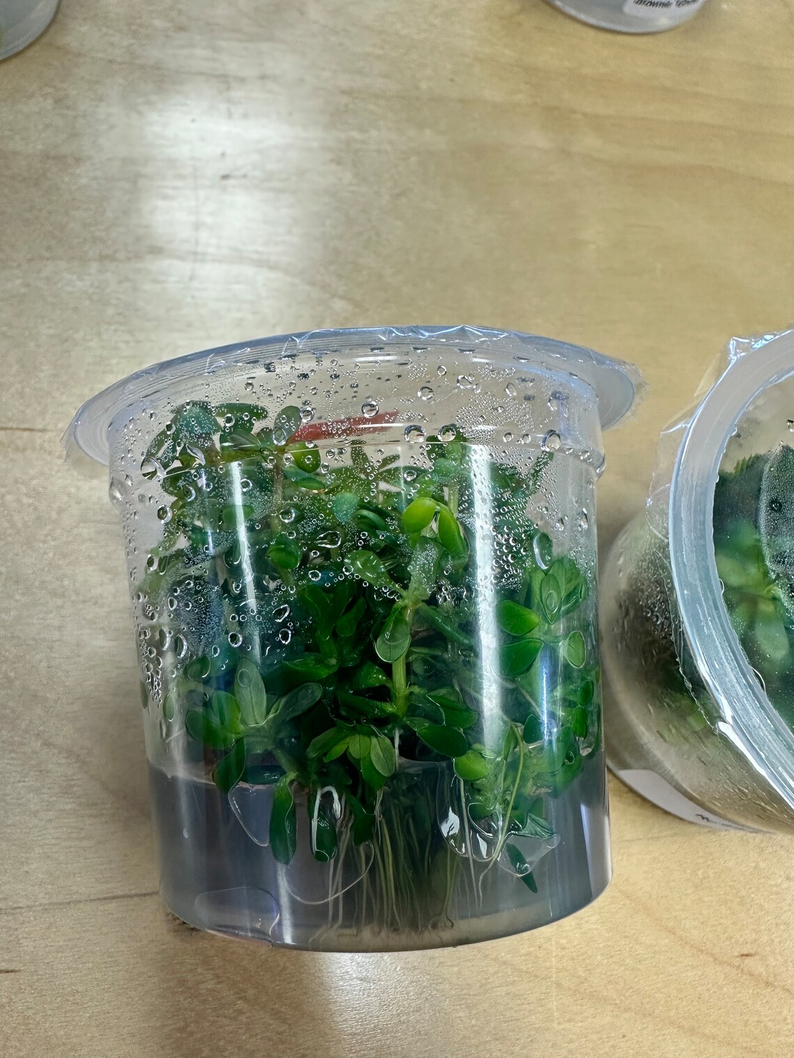 Rotala Bonsai Tissue Culture - Compact Aquatic Plant - Aquatic Stem ...