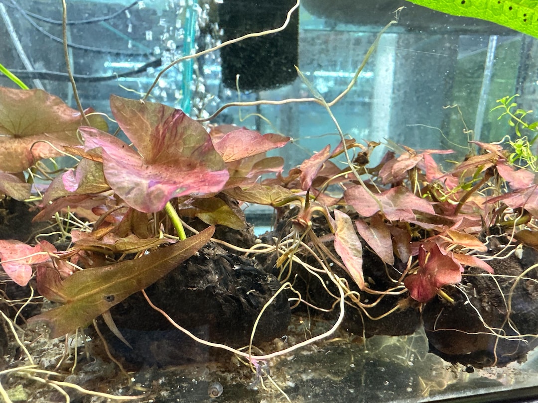 Nymph Red Lily Bulb Plant (nymphaea Spp.) - Live Aquatic Plant - Easy ...