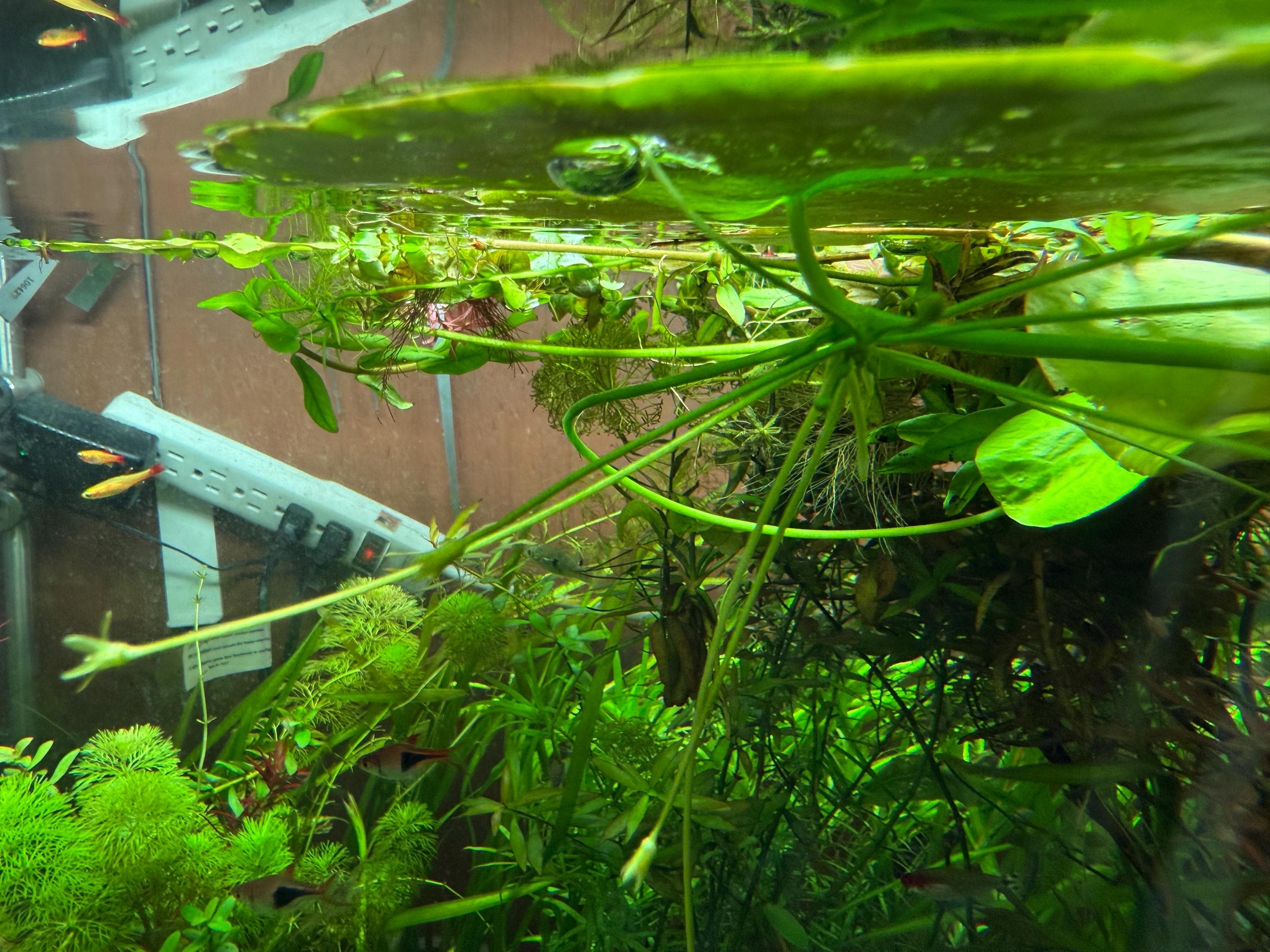 Nymphaea Cordata – Dwarf Water Lily / Floating Heart Lily | Live ...