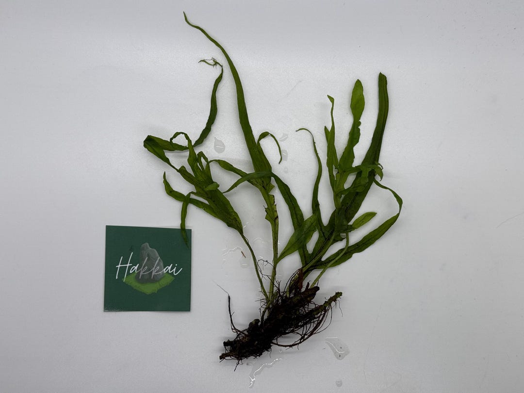 Trident Fern - Microsorum Pteropus ‘trident’ | Java Trident Fern ...