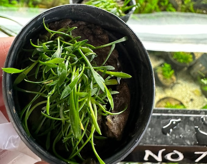 Cryptocoryne Parva - Potted Live Aquarium Plant - Crypt Plant - Easy ...