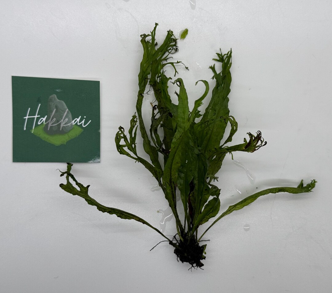 Windelov Java Fern (microsorum Pteropus ‘windelov’) - Unique Live ...