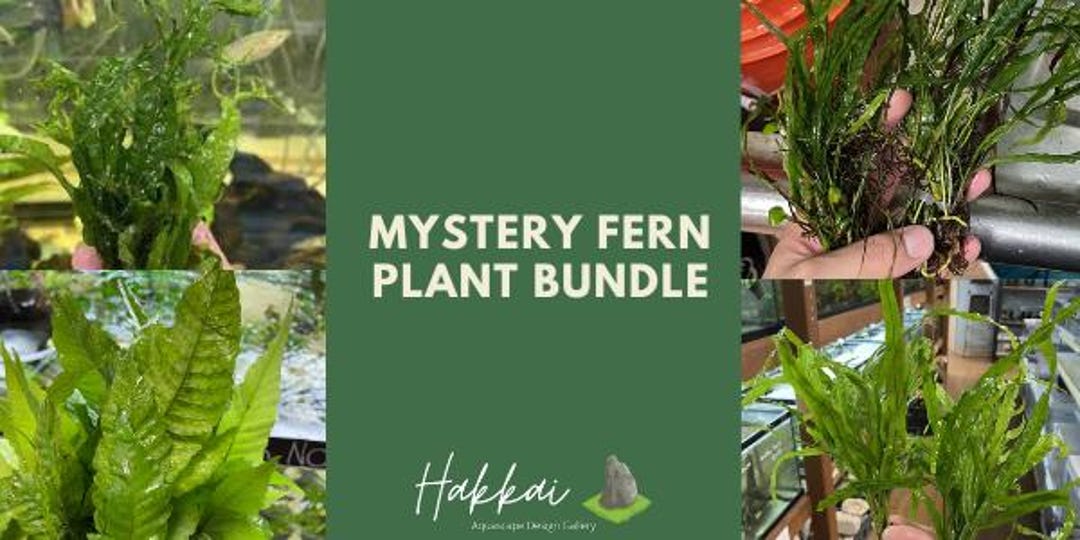 Mystery Aquatic Fern Plant Bundle | 4 Premium Ferns for Aquariums ...