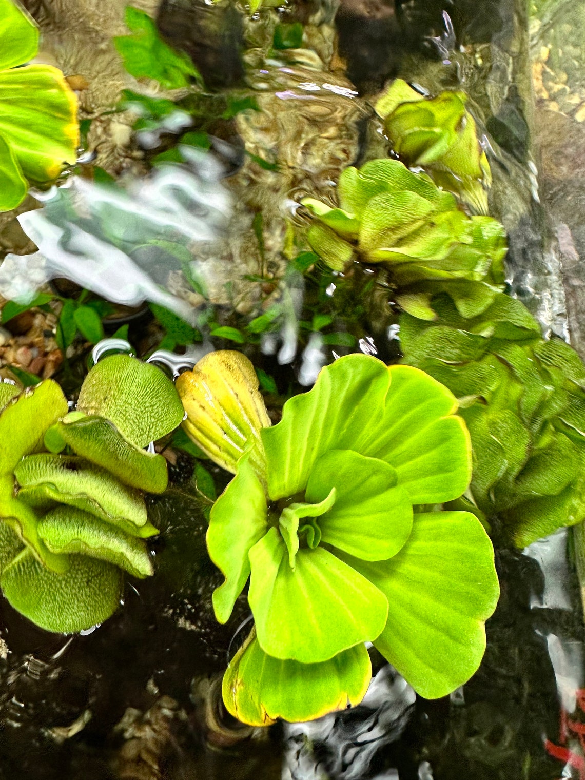 Water Lettuce Pistia Stratiotes Floating Aquatic Plant Floater Aquarium ...