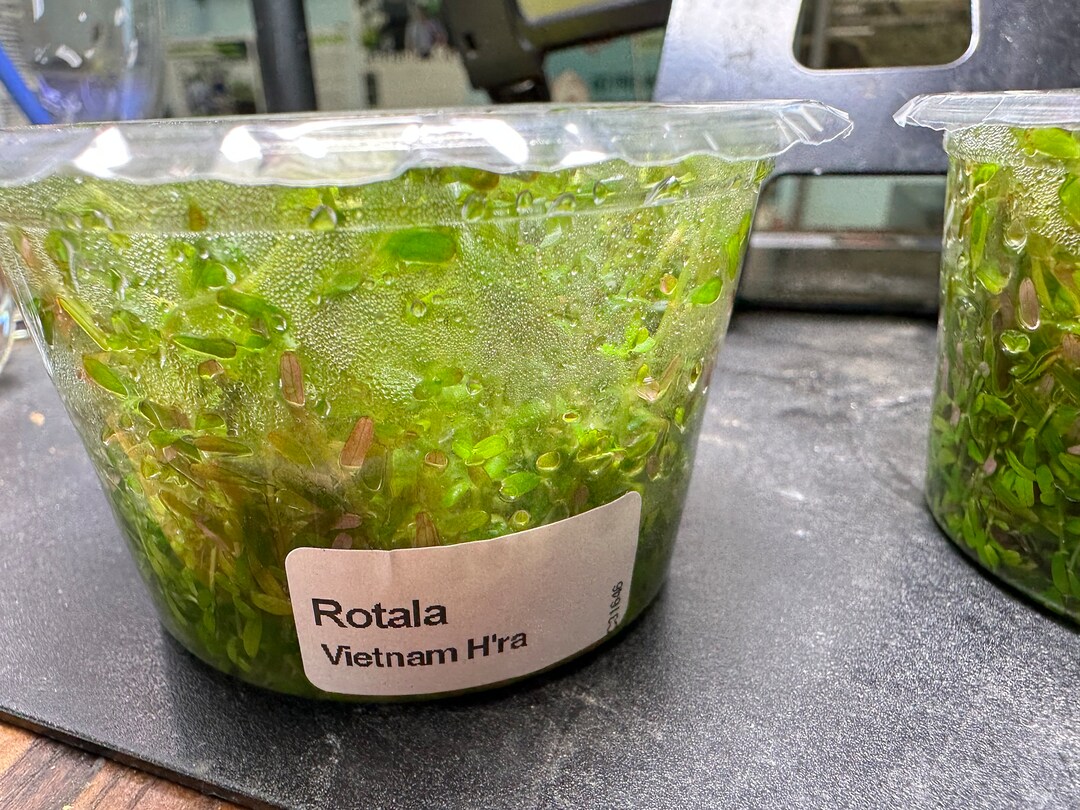 Rotala H’ra Tissue Culture - Stunning Orange-red Aquarium Plant ...