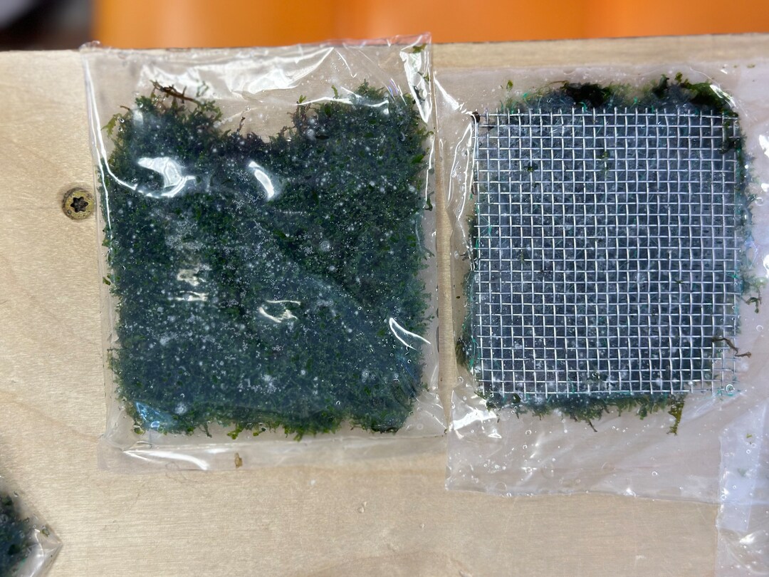 Mini Pelia Moss on Steel Mat Moss Mat Aquascape Low Tech Plant - Etsy