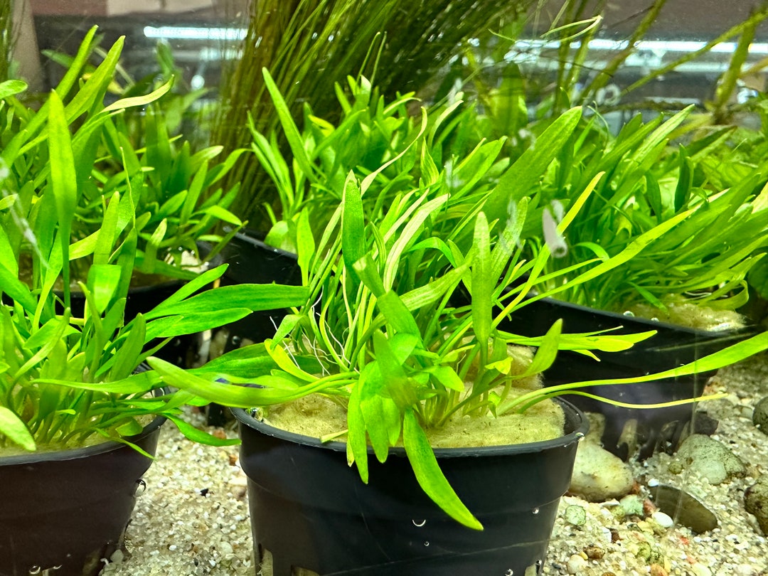 Potted Cryptocoryne Lucens (crypt Lucens) - Low Tech Aquascape Plant ...