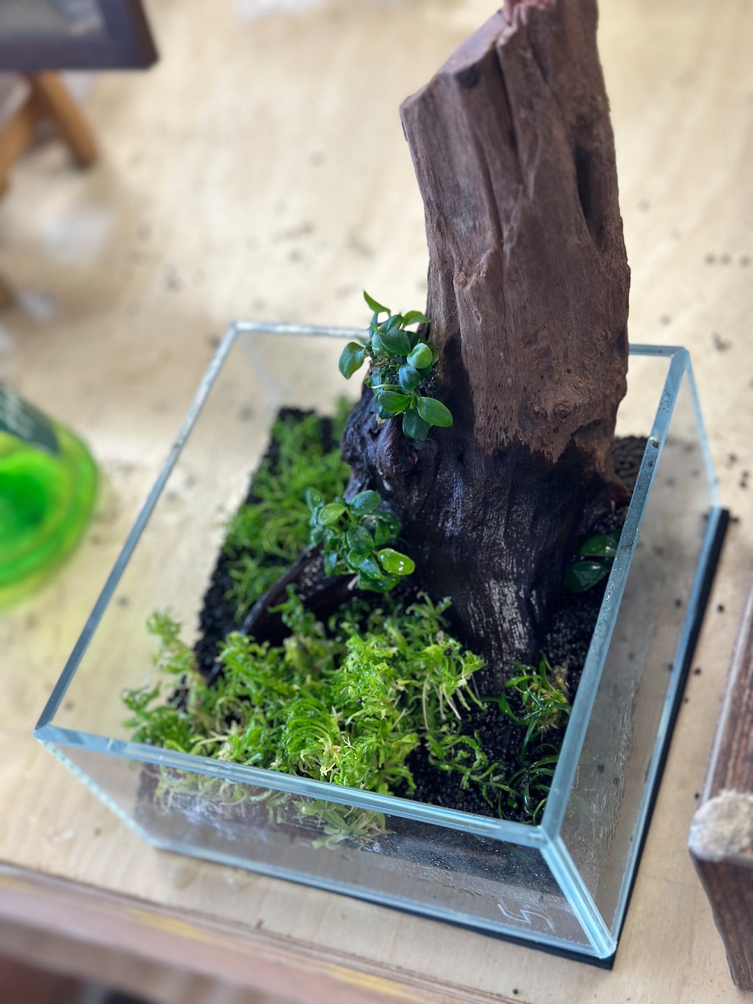 Stunning Driftwood Aquascape in Shallow Tank - Ready to Take Home ...