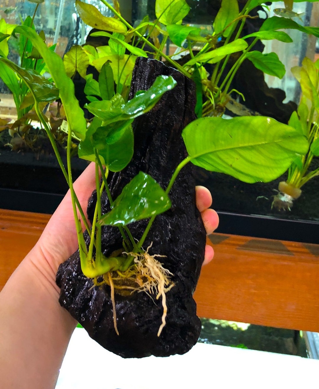 Anubias Barteri on Driftwood - Ready-to-place Live Aquarium Plant Decor ...