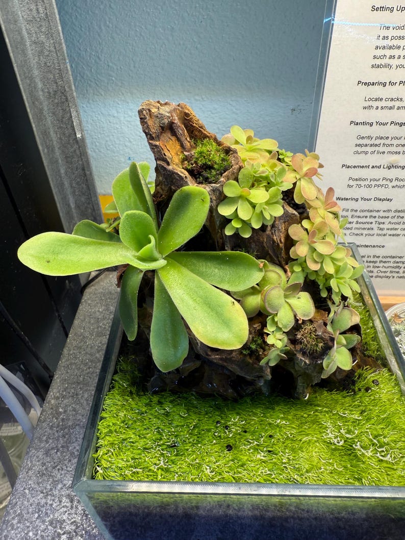 Assorted Pinguicula (mexican Butterwort) – Random Pick Tissue Culture ...