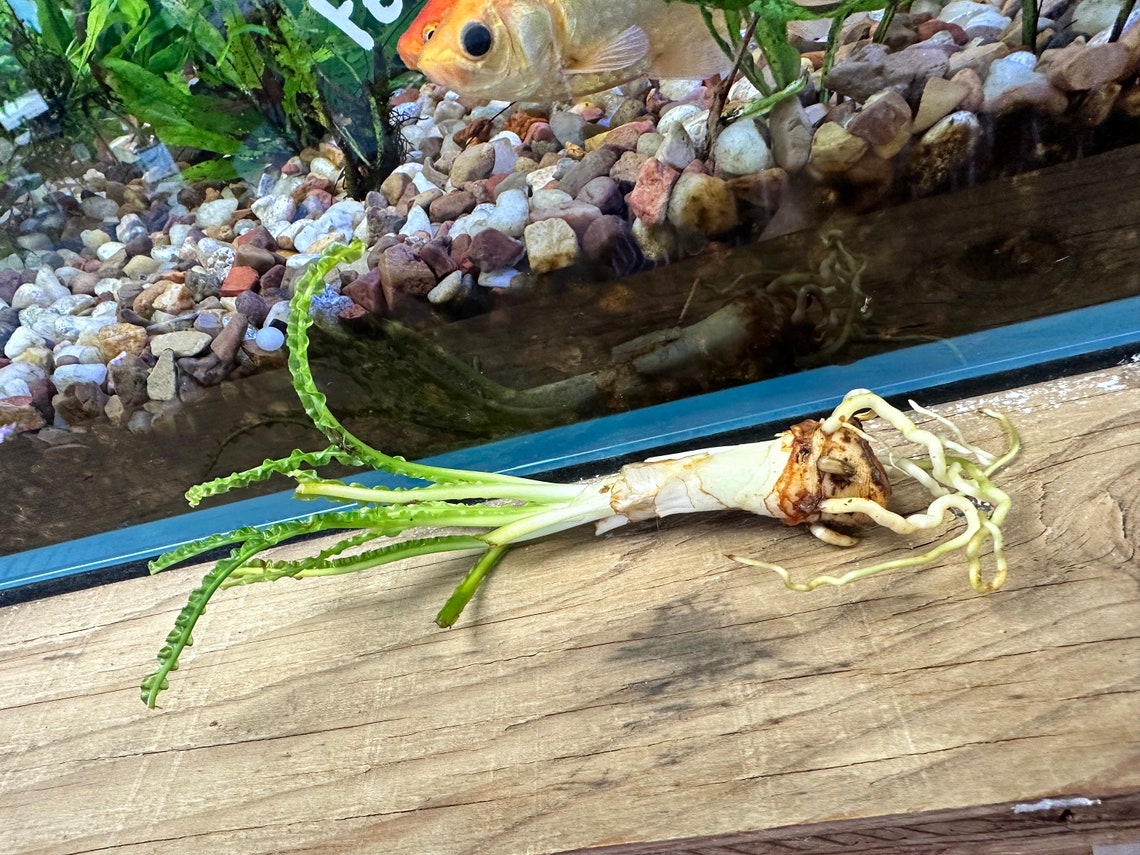 African Onion Plant (crinum Calamistratum) - Unique Aquatic Plant for ...