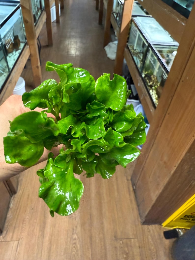 Ludwigia Peruviana Bunched | Water Primrose | Marsh Purslane | Water ...