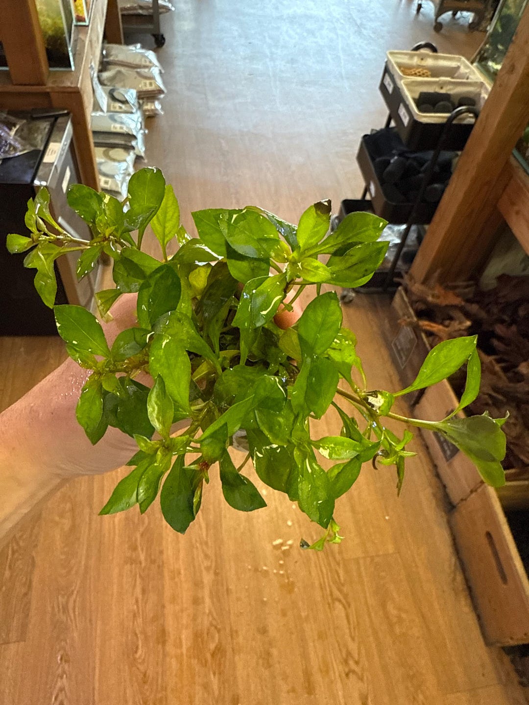 Ludwigia Broad Leaf – Vibrant Aquatic Stem Plant for Freshwater ...