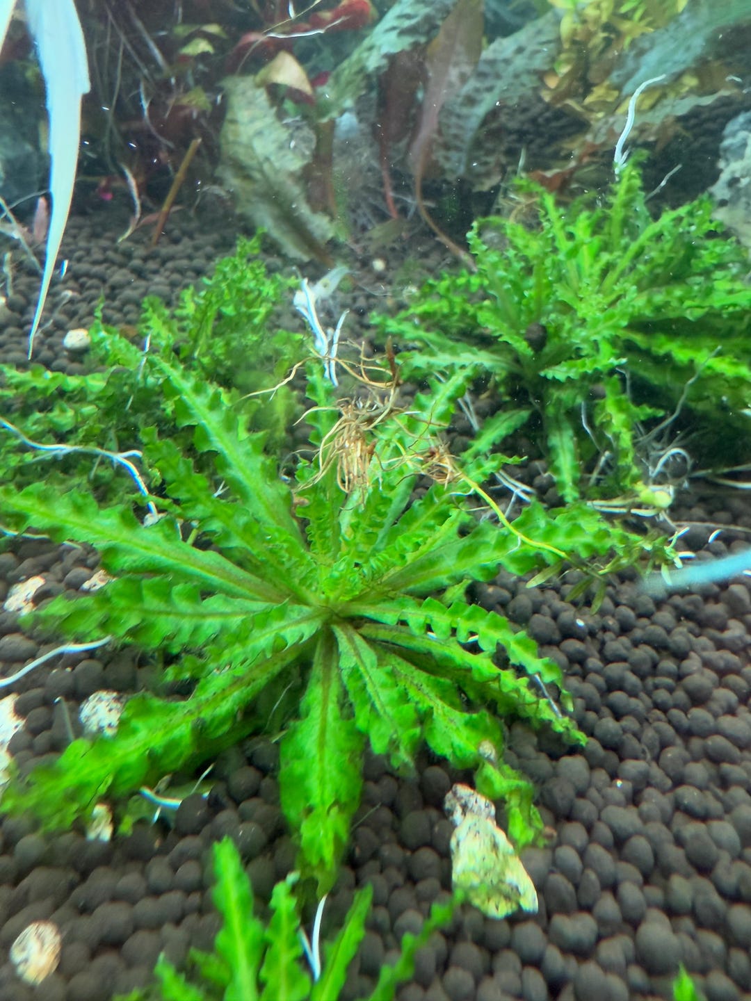 Pogostemon Helferi Mother Plant – Grown In-house From High-tech ...