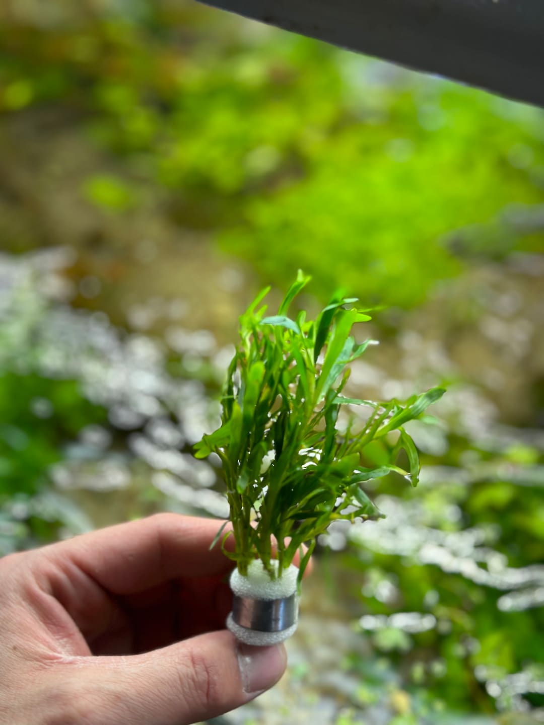 Heteranthera Zosterifolia (stargrass) - Freshwater Aquarium Plant ...