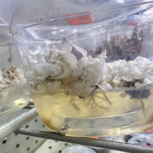 Rare Anubias White Rose Tissue Culture - Exquisite Aquarium Plant ...