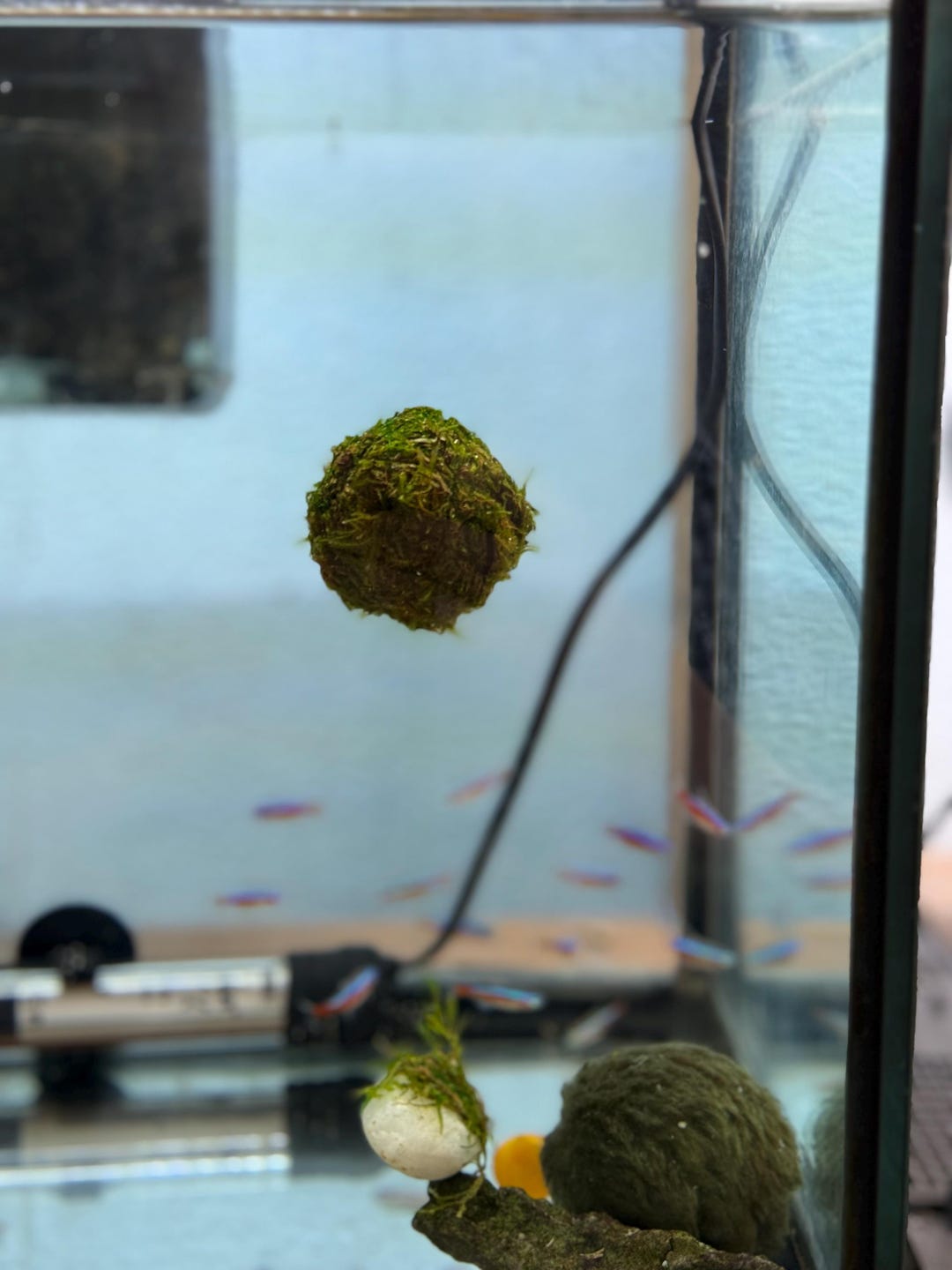 Floating Moss Ball With Anchor Rock - Unique Aquarium Decor ...