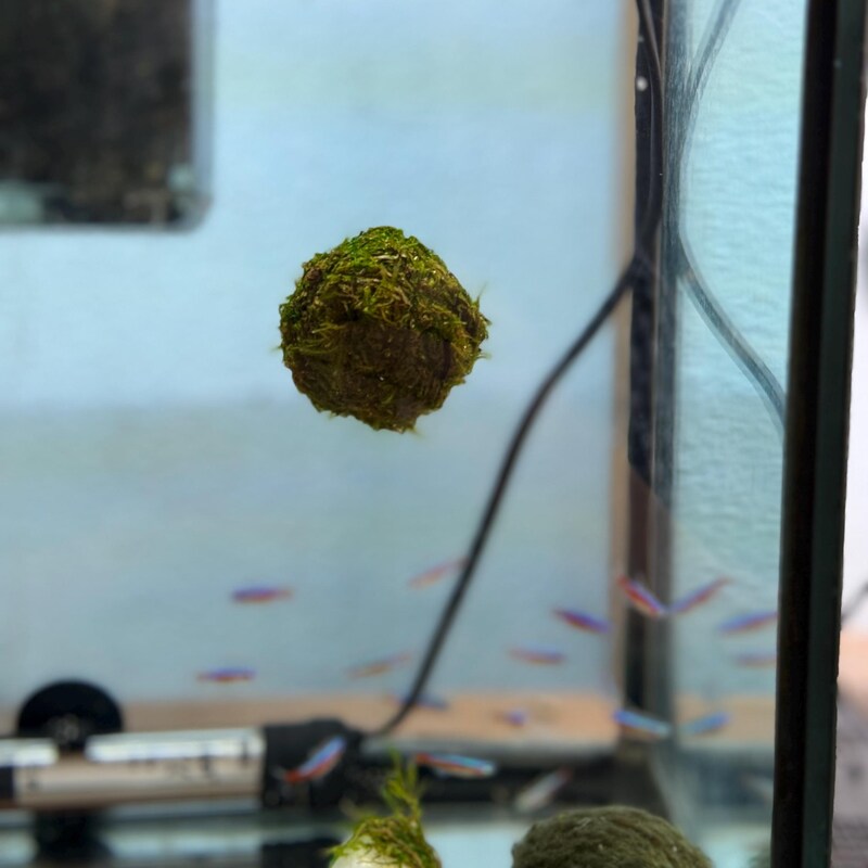 Moss Ball - Etsy