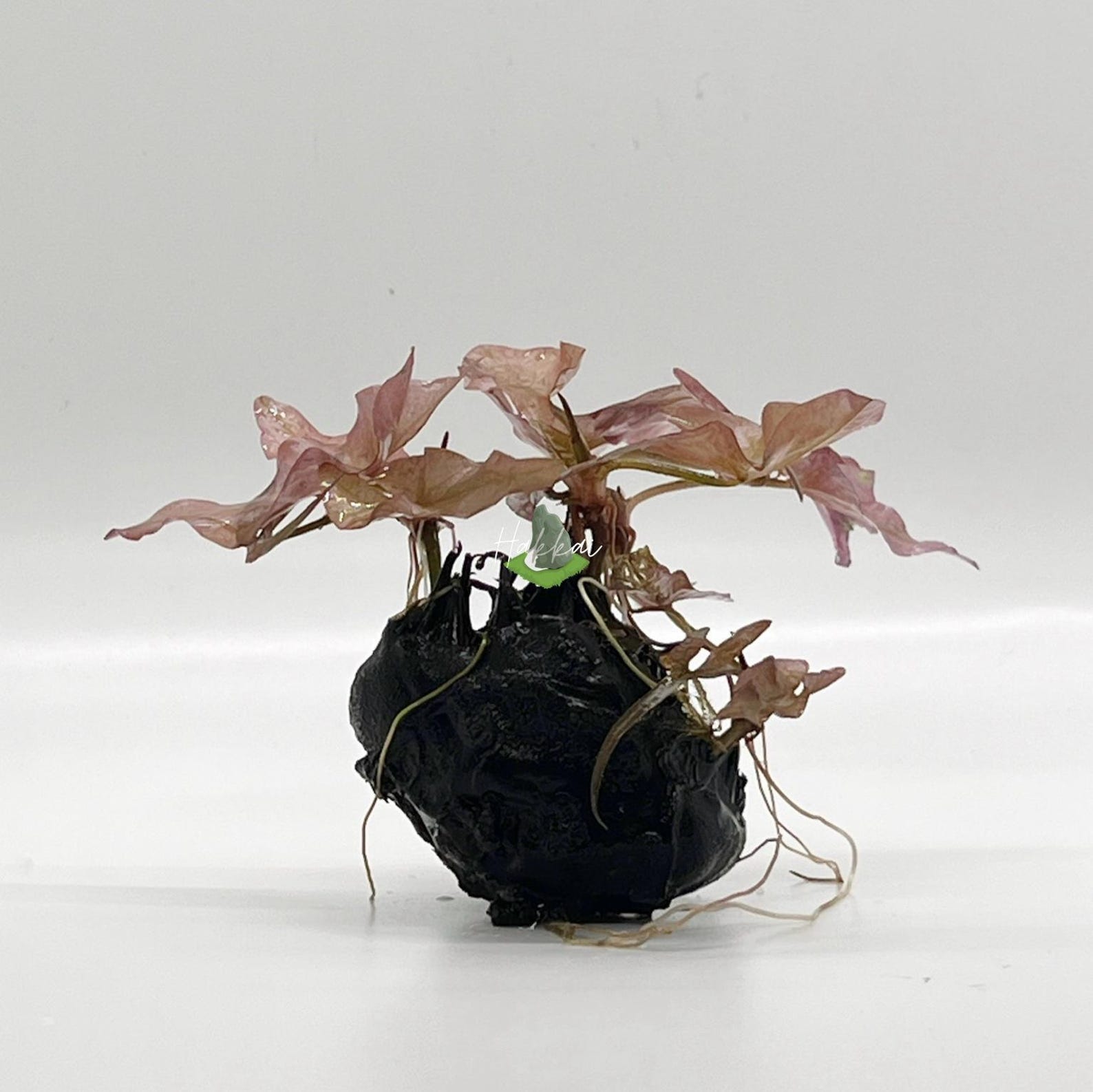 Nymphaea Stellata / Rubra (dwarf Water Lily) – Beautiful Aquatic Plant ...
