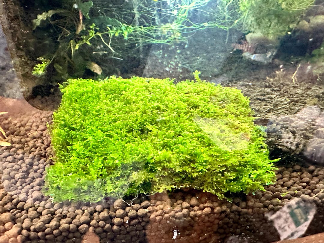 Mini Pellia (riccardia Chamedryfolia) - Live Coral Moss on 3”x3 ...