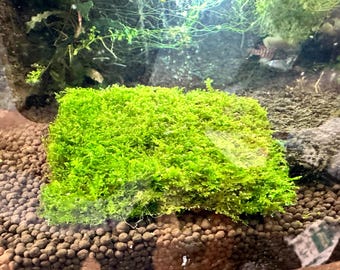 Mini Pellia coral Moss Live Plant 2 X 2 Riccardia Chamedryfolia - Etsy