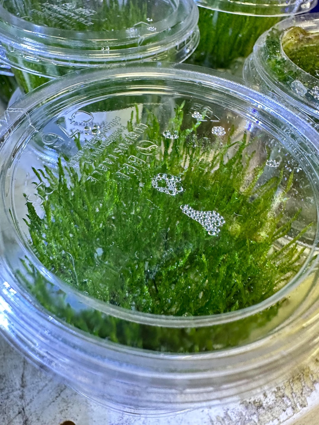 Taxiphyllum Alternans (taiwan Moss) - Tissue Culture Aquarium Plant ...