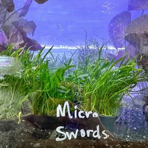 Potted Micro Sword - Live Aquarium Plant (lilaeopsis Brasiliensis ...