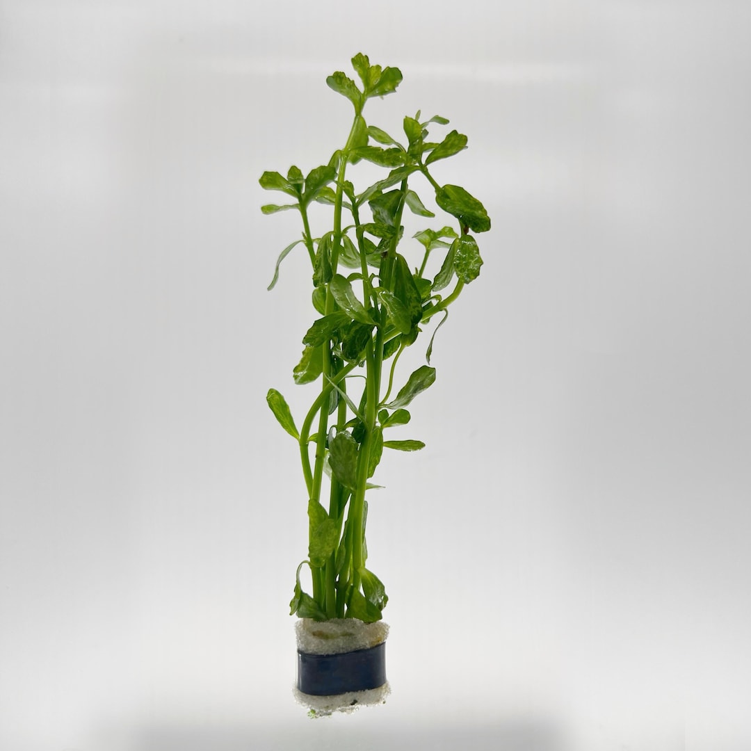 Bacopa Variegated – Live Aquatic Plant for Aquascaping (bunched ...