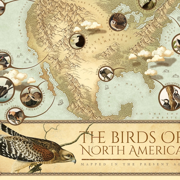North American Birds - Etsy