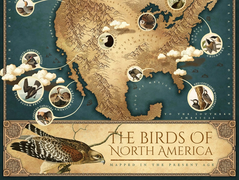 Birds of North America Map Ornithology Print Canada USA - Etsy