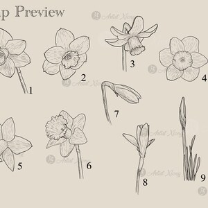 Realistic Daffodil/narcissus Stamp Brushes for Procreate - Etsy Canada