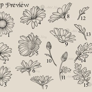Realistic Daisy Stamp Brushes for Procreate - Etsy