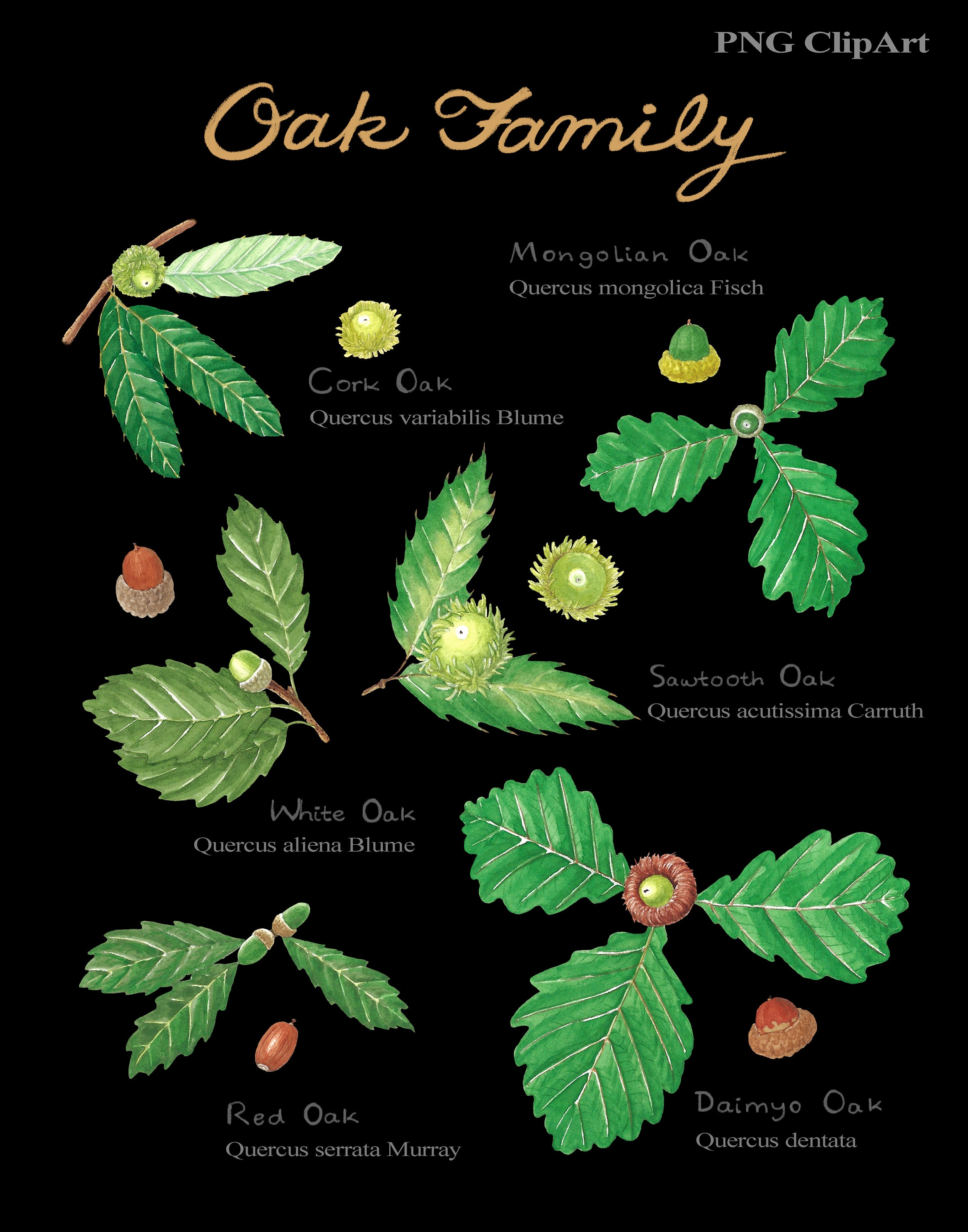 Leaves Nature Clipart, Autumn Watercolor Leaves Clip Art, Greenery ...