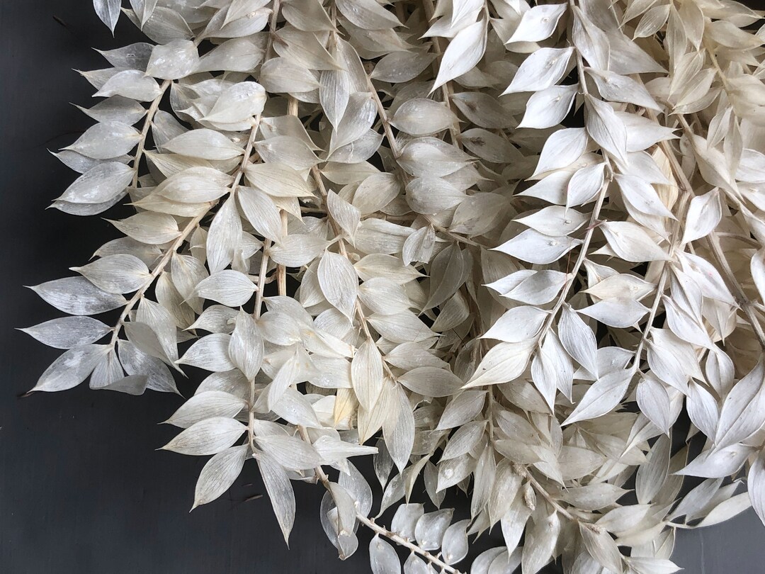 Dried & Floral Bleached Ruscus, Dried White Leafy Foliage Bunch - Etsy